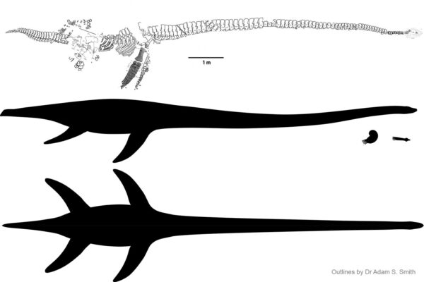 The Plesiosaur's Neck • jonathanemmett.com